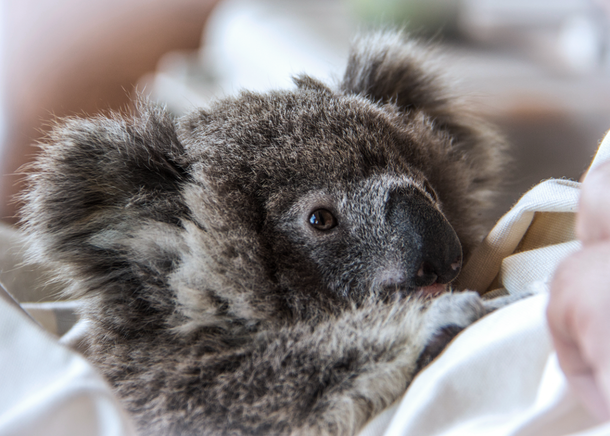 Mission and Aims - Koala Health Hub